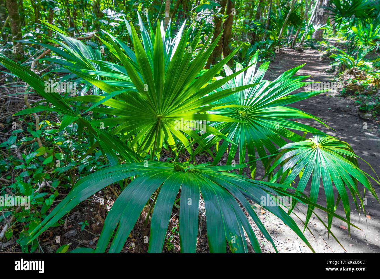 Tropical natural jungle forest plants trees Muyil Mayan ruins Mexico ...