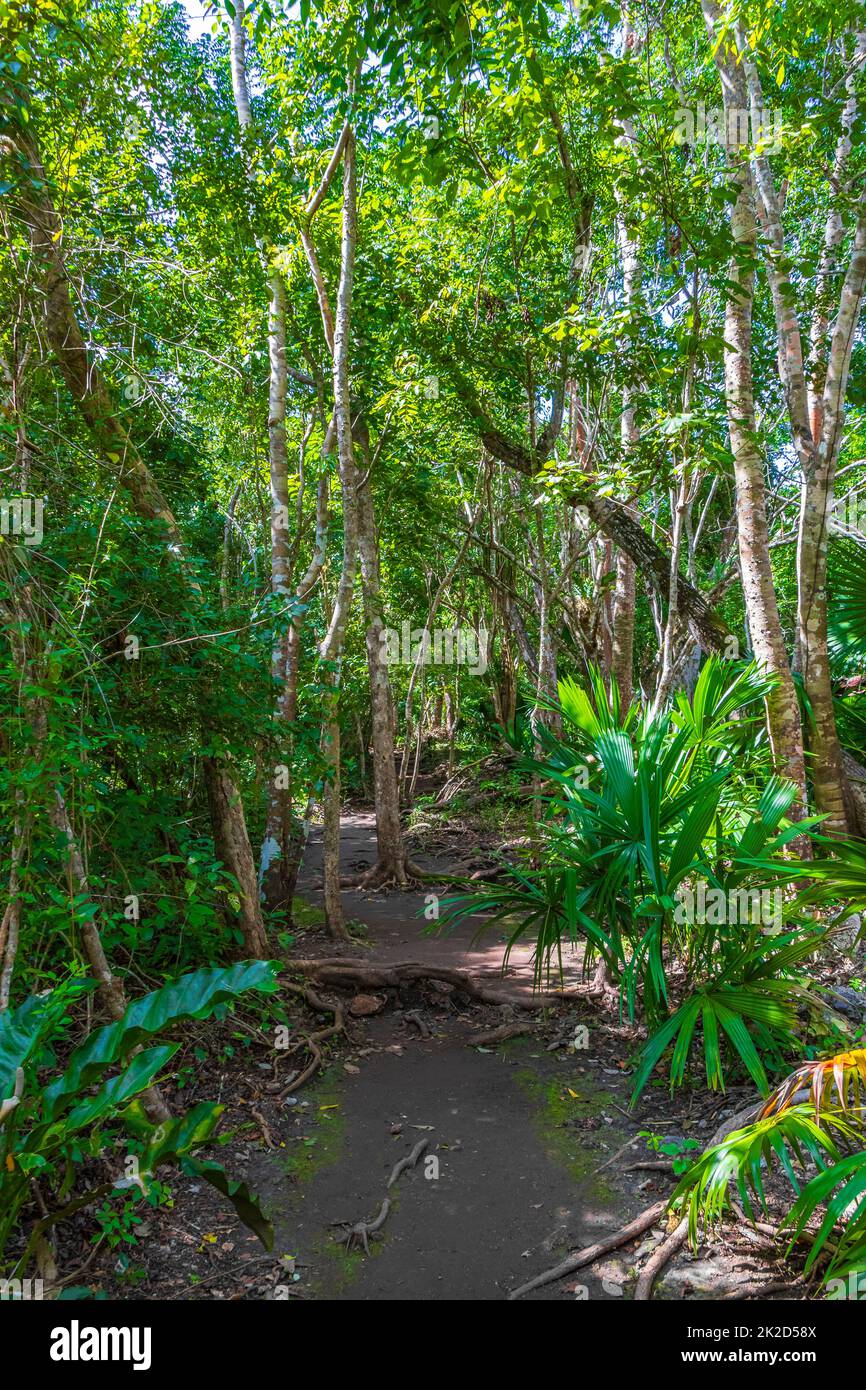 Tropical jungle plants trees walking trails Muyil Mayan ruins Mexico ...