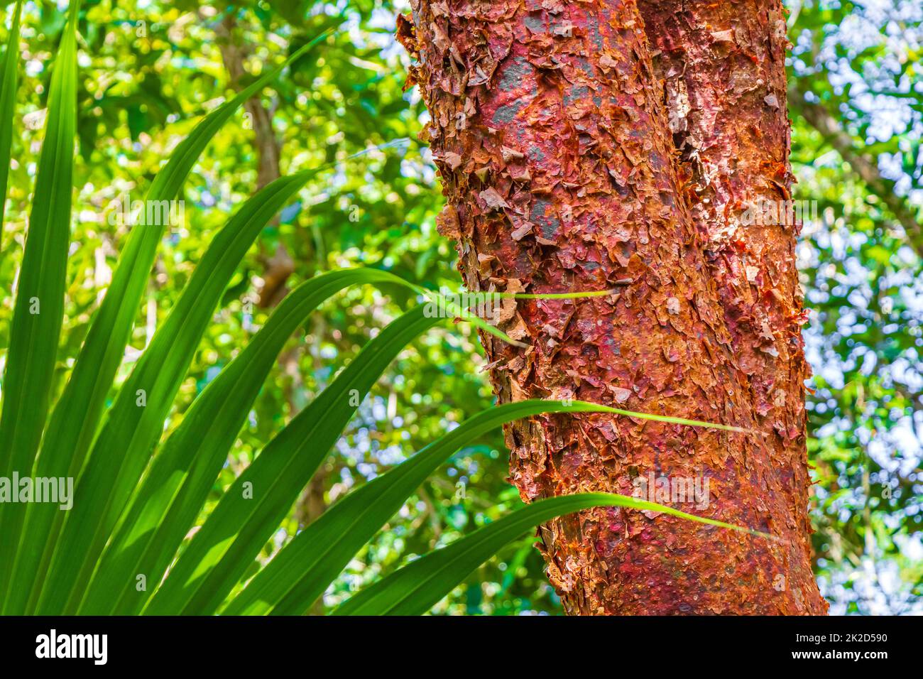 Green gumbo limbo tree hi-res stock photography and images - Alamy