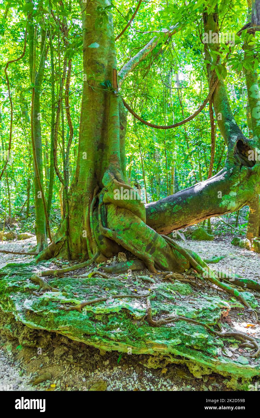 Tropical natural jungle forest plants trees Muyil Mayan ruins Mexico ...