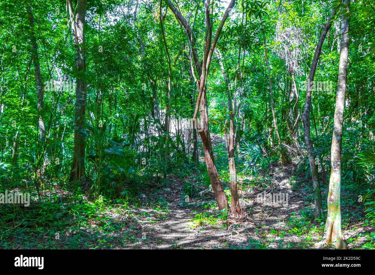 Tropical jungle plants trees walking trails Muyil Mayan ruins Mexico ...