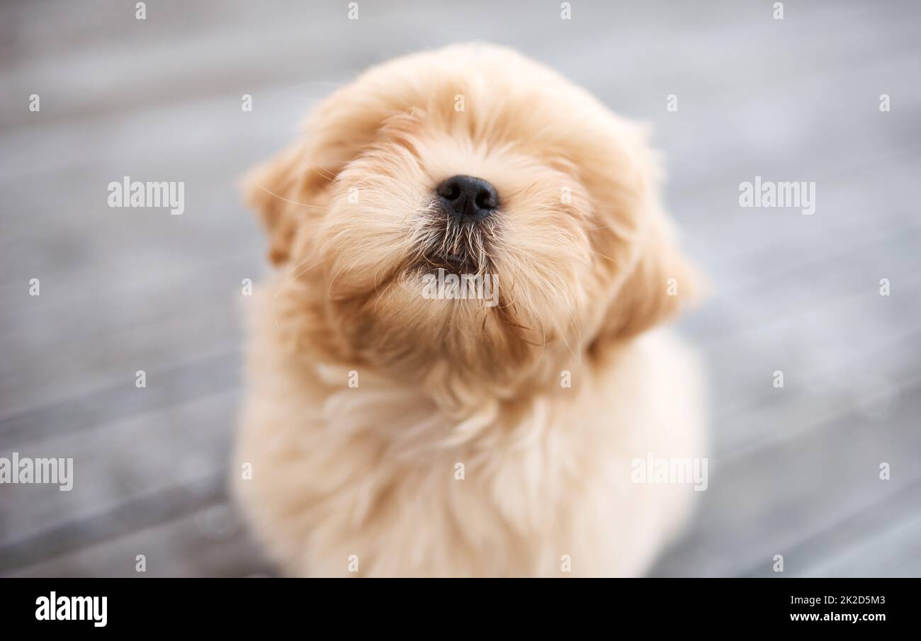 Dog without people hi-res stock photography and images - Alamy