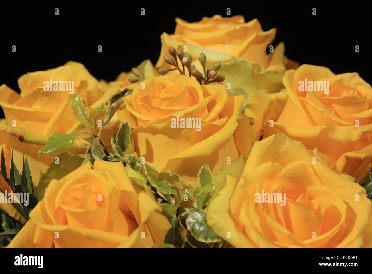 Bunch of Cherry Brandy Roses Stock Photo - Alamy