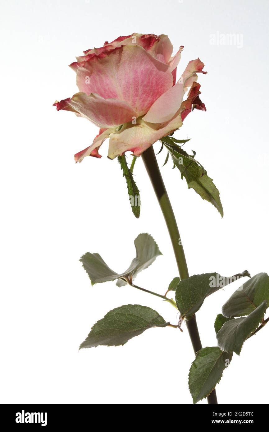 Rose against white Background Stock Photo - Alamy