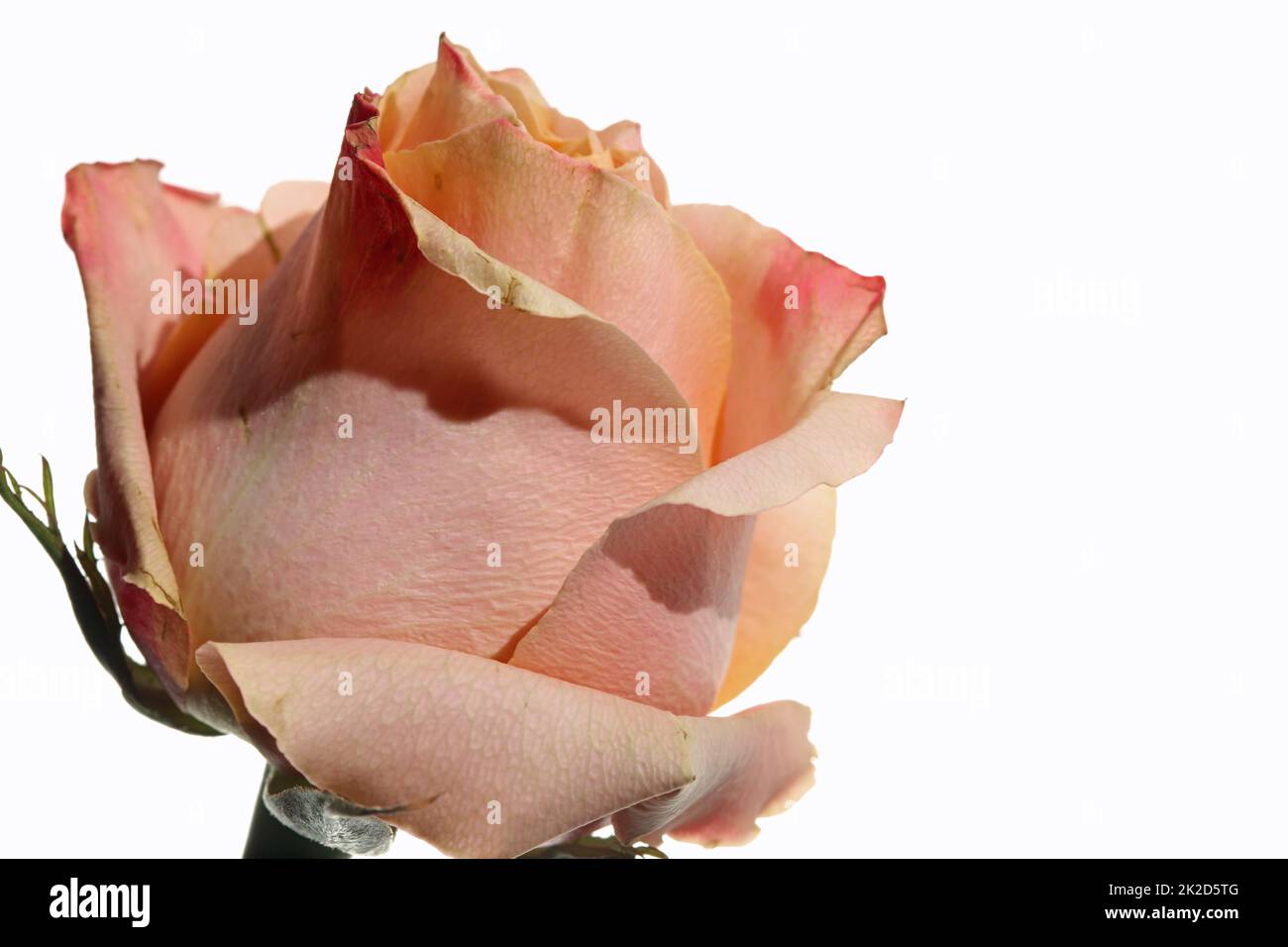 Rose against white Background Stock Photo - Alamy
