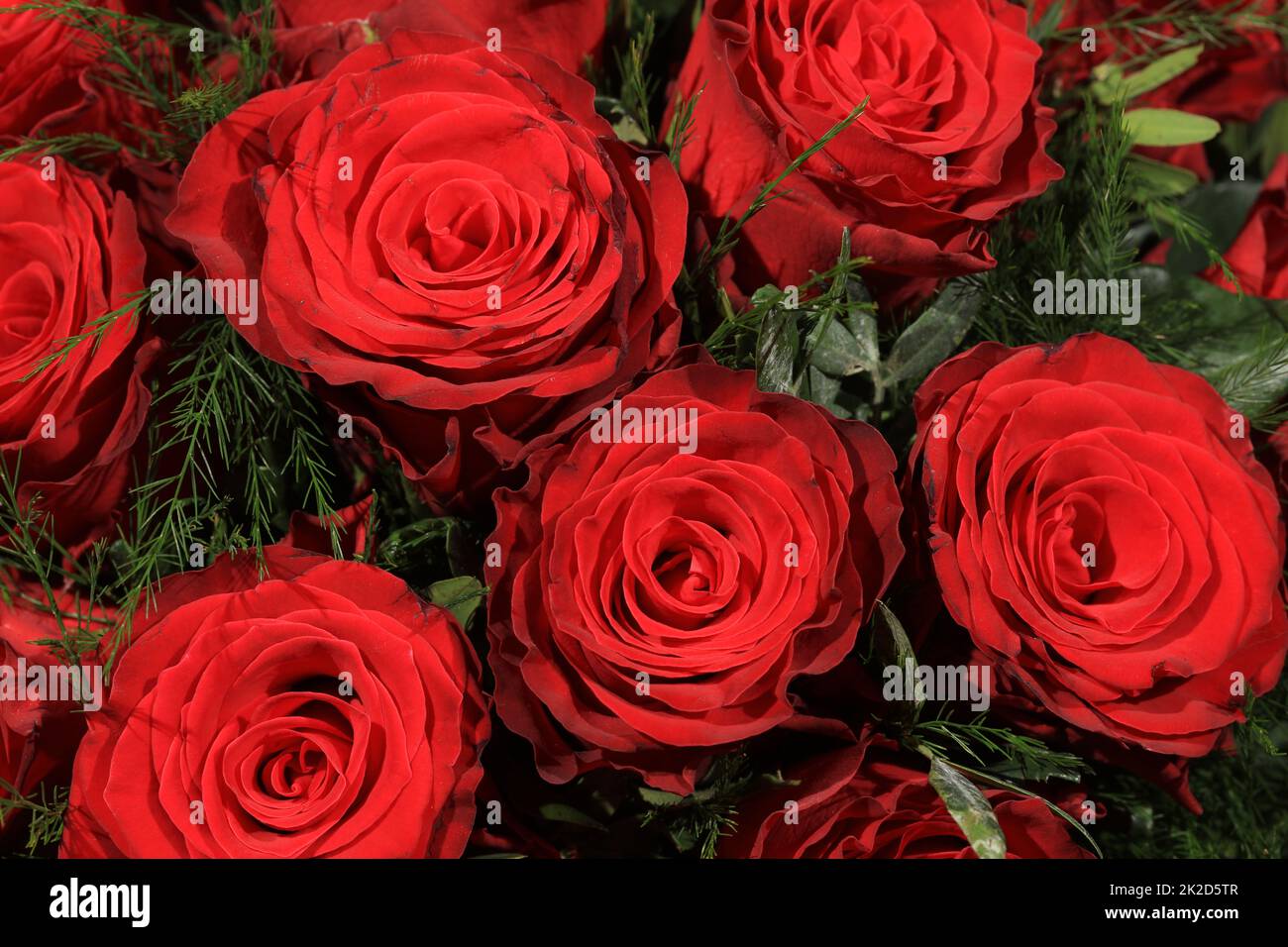 Bunch of red roses hi-res stock photography and images - Alamy