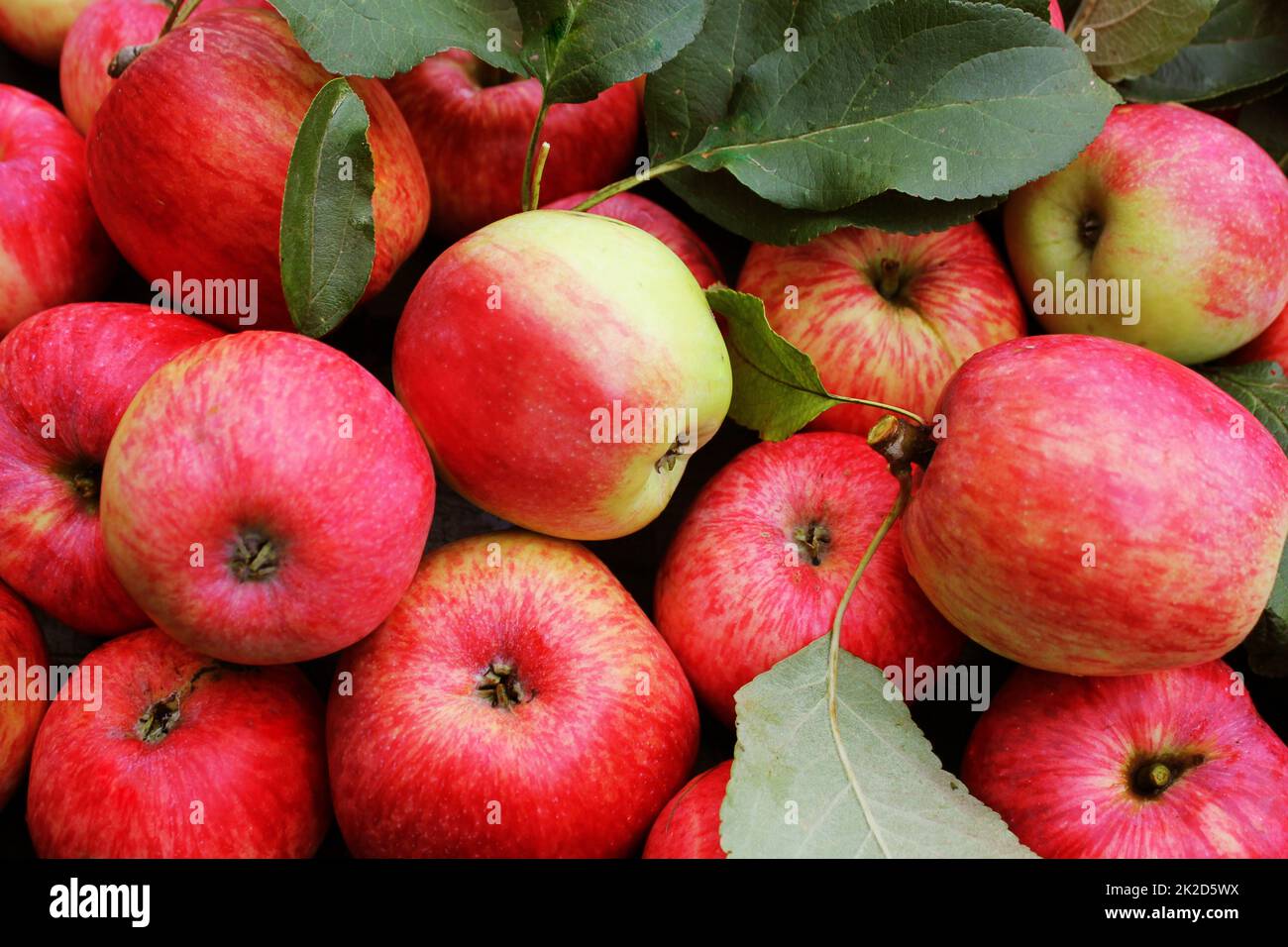 Apples top view hi-res stock photography and images - Alamy