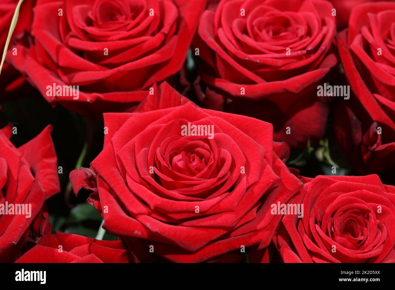 Bunch of red Roses Stock Photo - Alamy