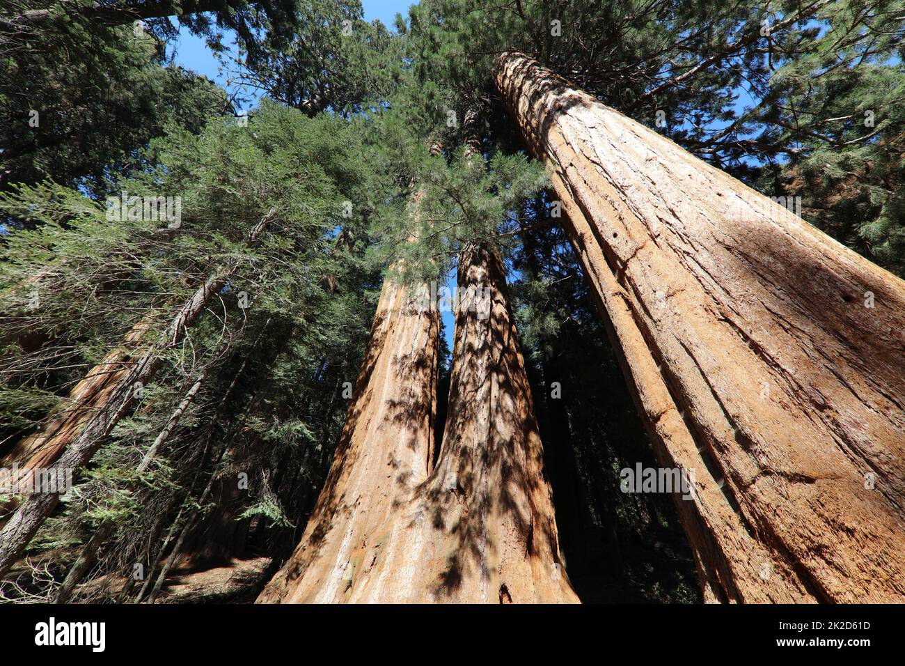 Giant Sequioa Trees in Sequioa National Park. California. USA Stock ...