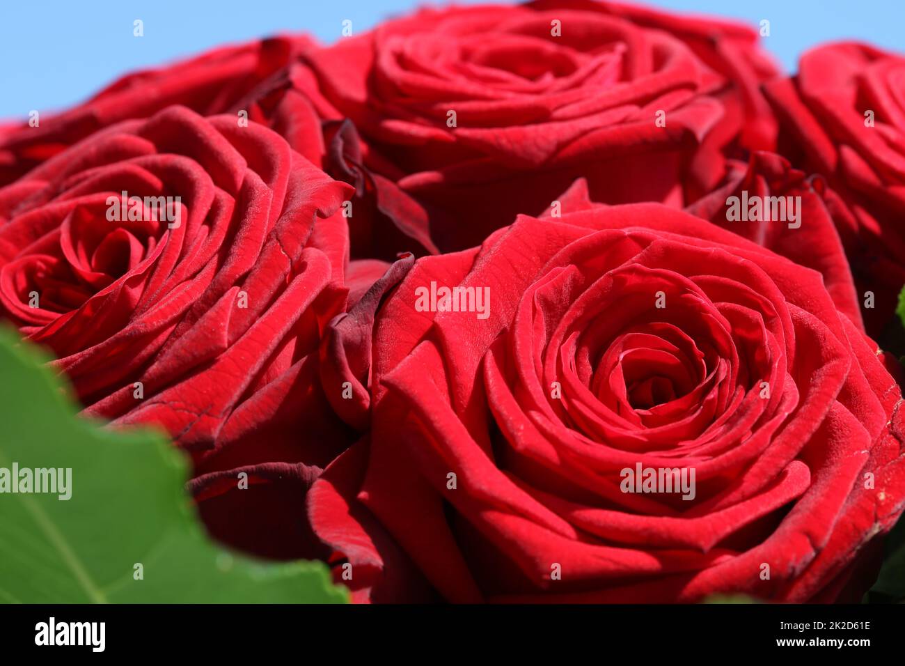 Bunch of red Roses Stock Photo - Alamy