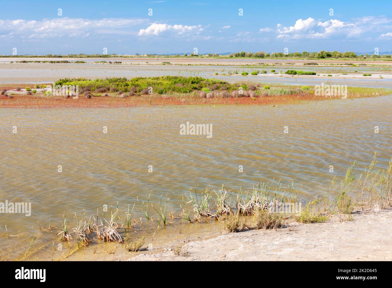 National park Camargue, Provence, France Stock Photo - Alamy