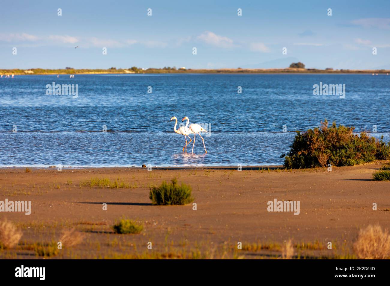 National park Camargue, Provence, France Stock Photo - Alamy