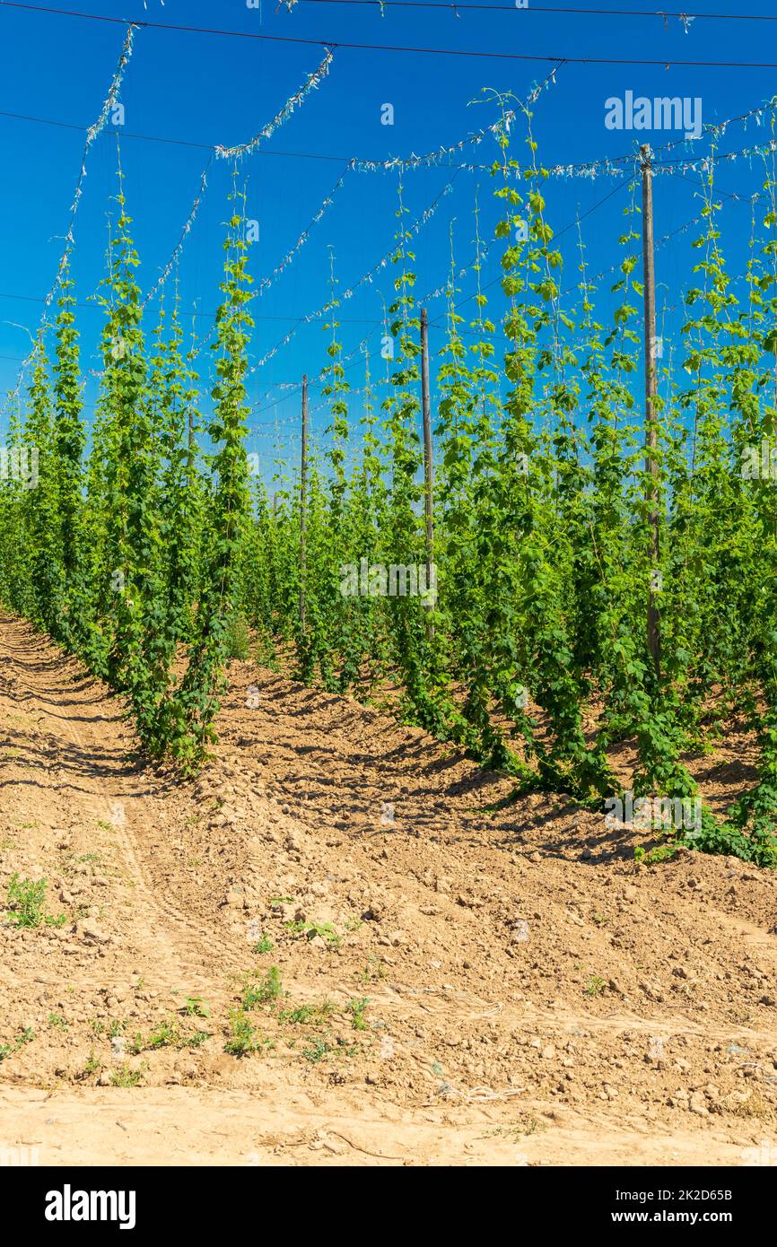 Hop field in Zatec region, Czech Republic Stock Photo - Alamy