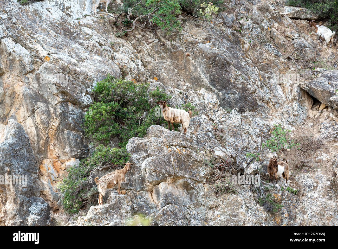 Cretan nature hi-res stock photography and images - Alamy