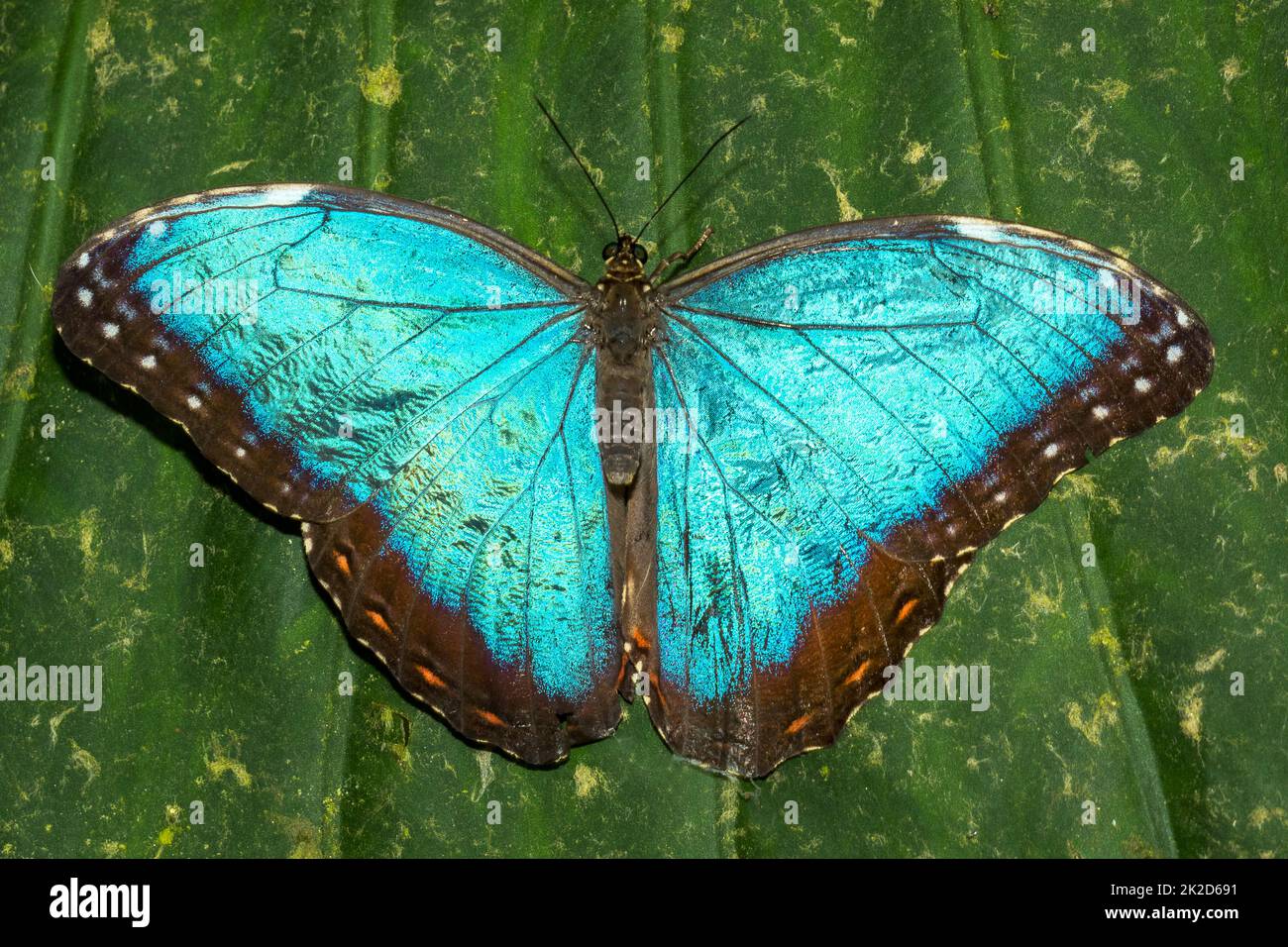 Spain - Benalmadena , Mariposario de BenalmÃ¡dena - Butterfly Park ...