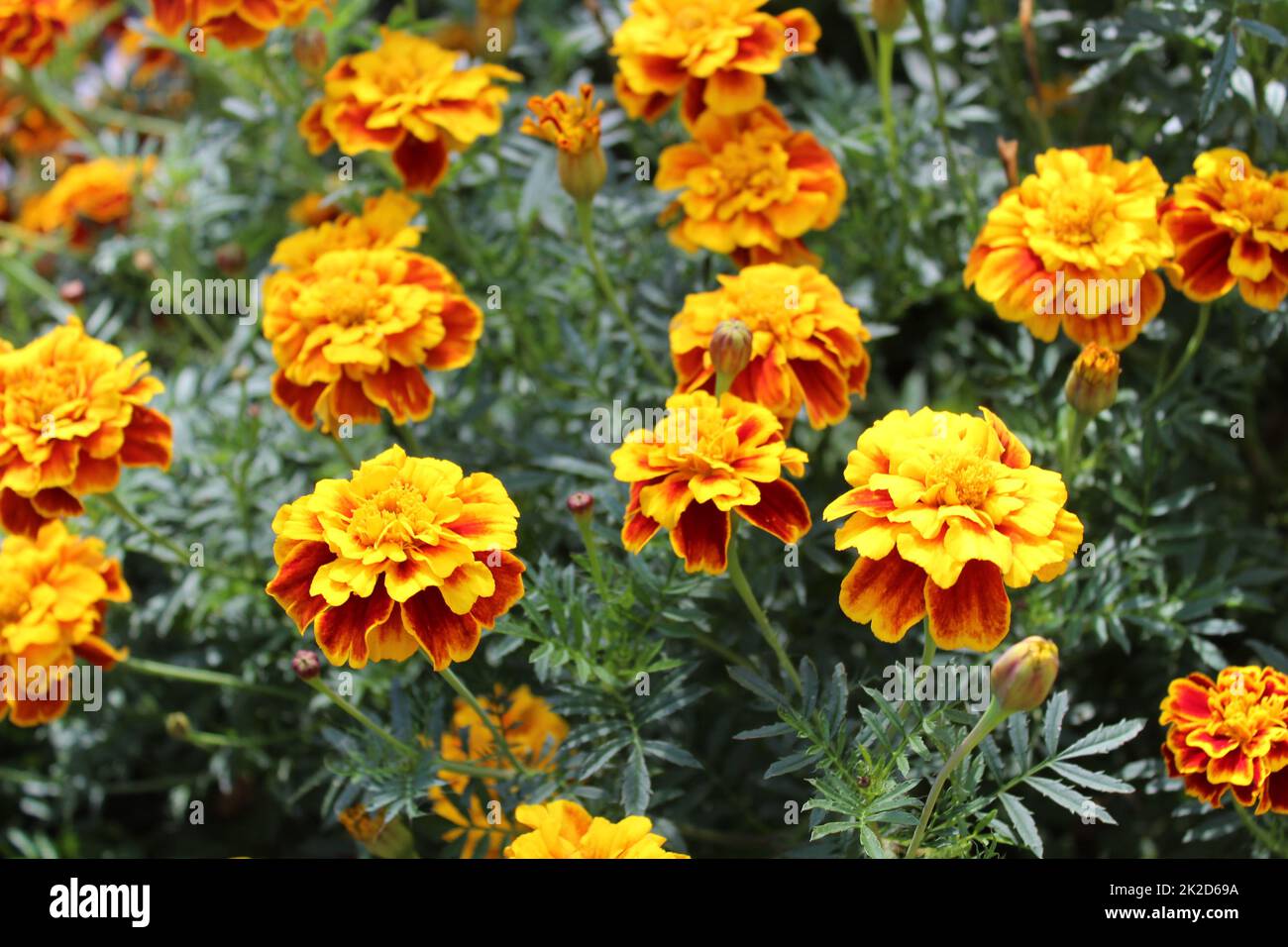 Marigold in the garden hi-res stock photography and images - Alamy