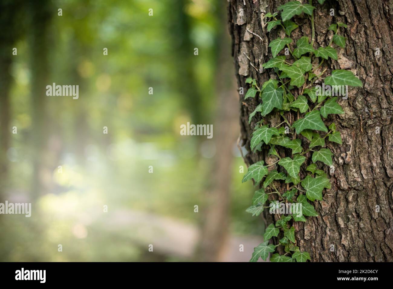 Tranquil natural background with ivy growing on a tree trunk in summer ...