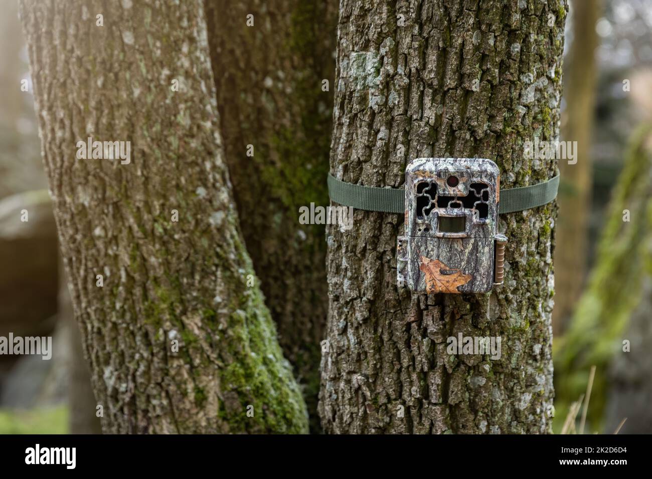 Camera attached to a tree hi-res stock photography and images - Alamy