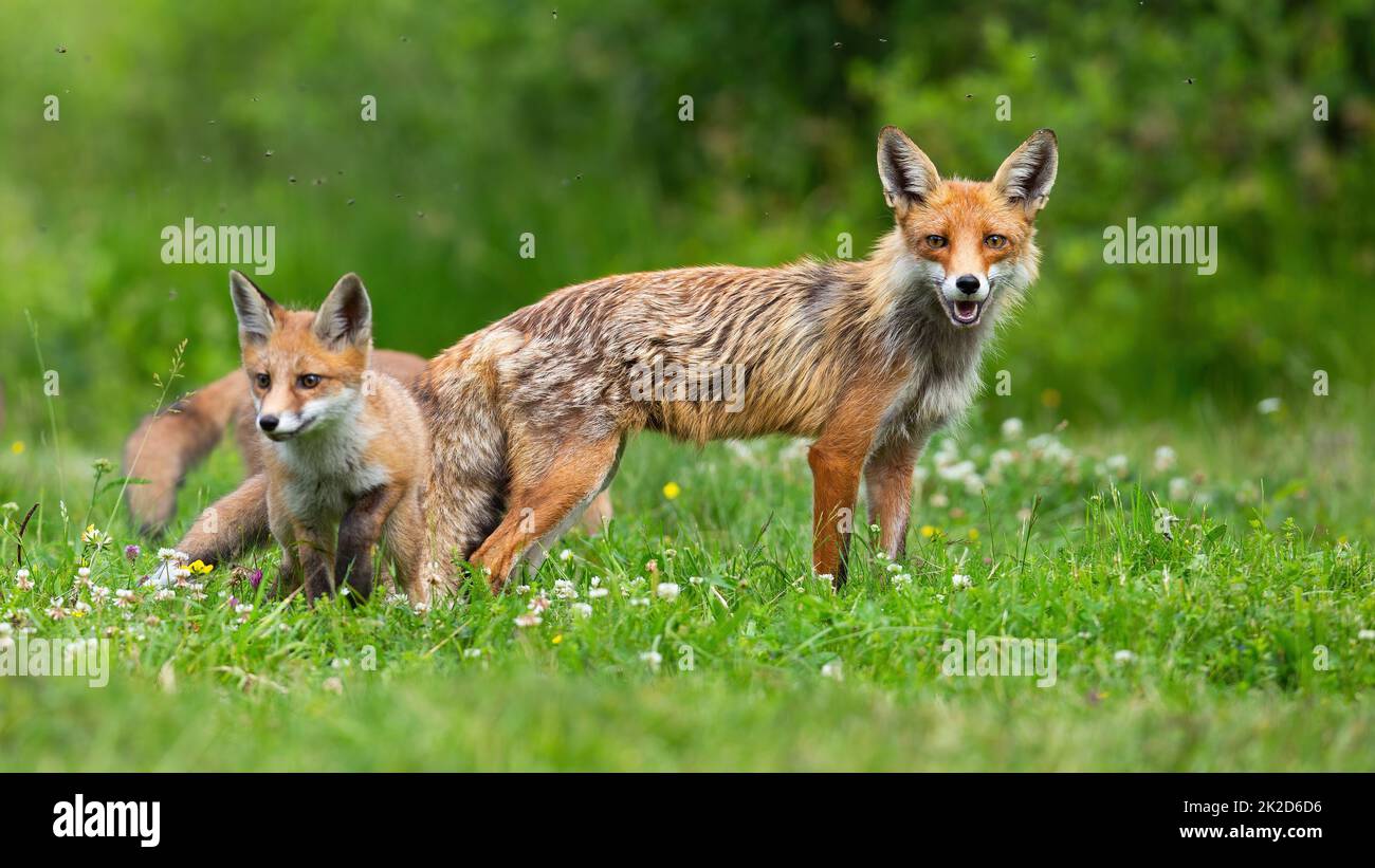 Family red foxes cuddling hi-res stock photography and images - Alamy