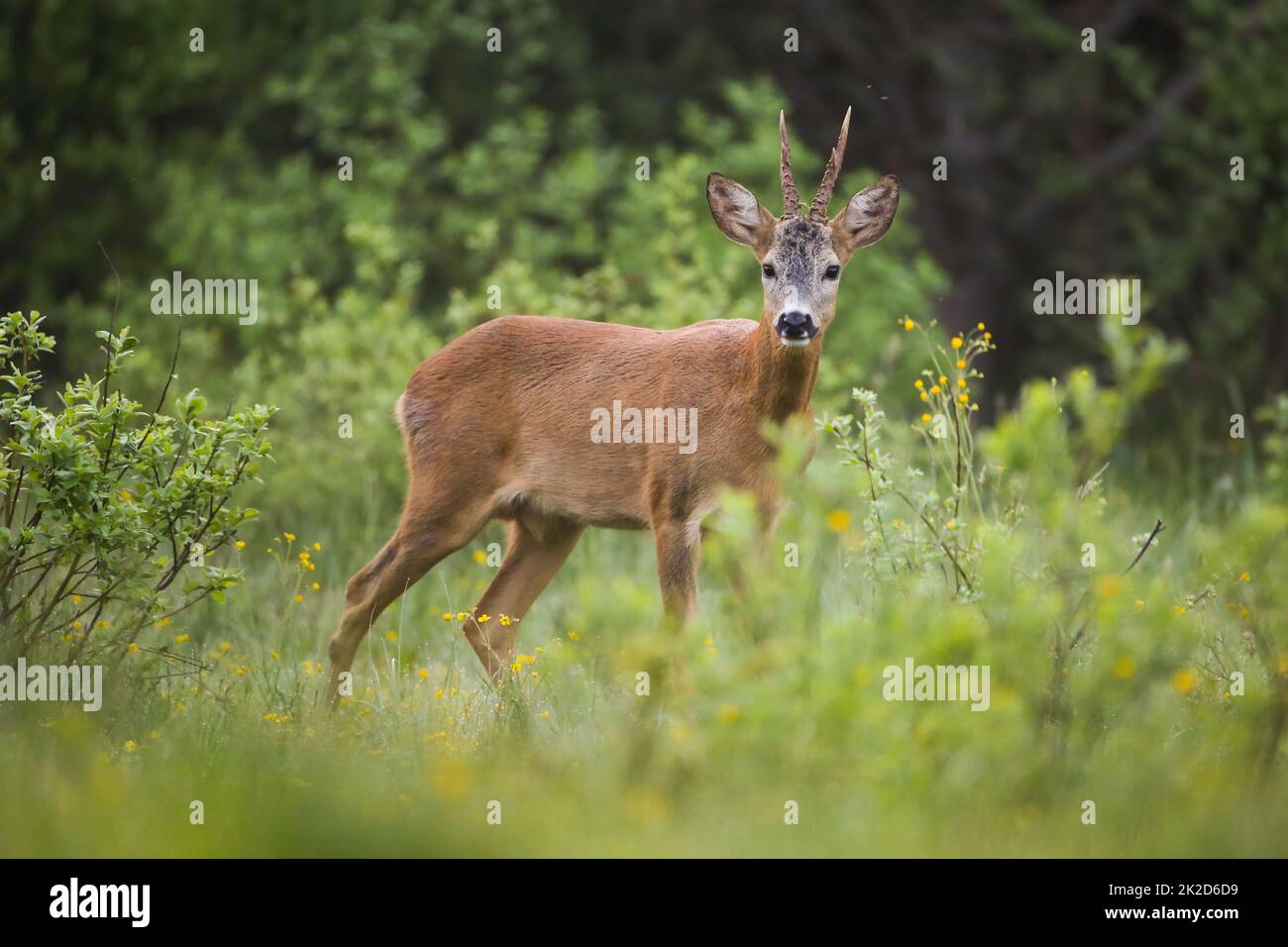 Alert roe deer buck looking into camera on a green clearing in summer ...