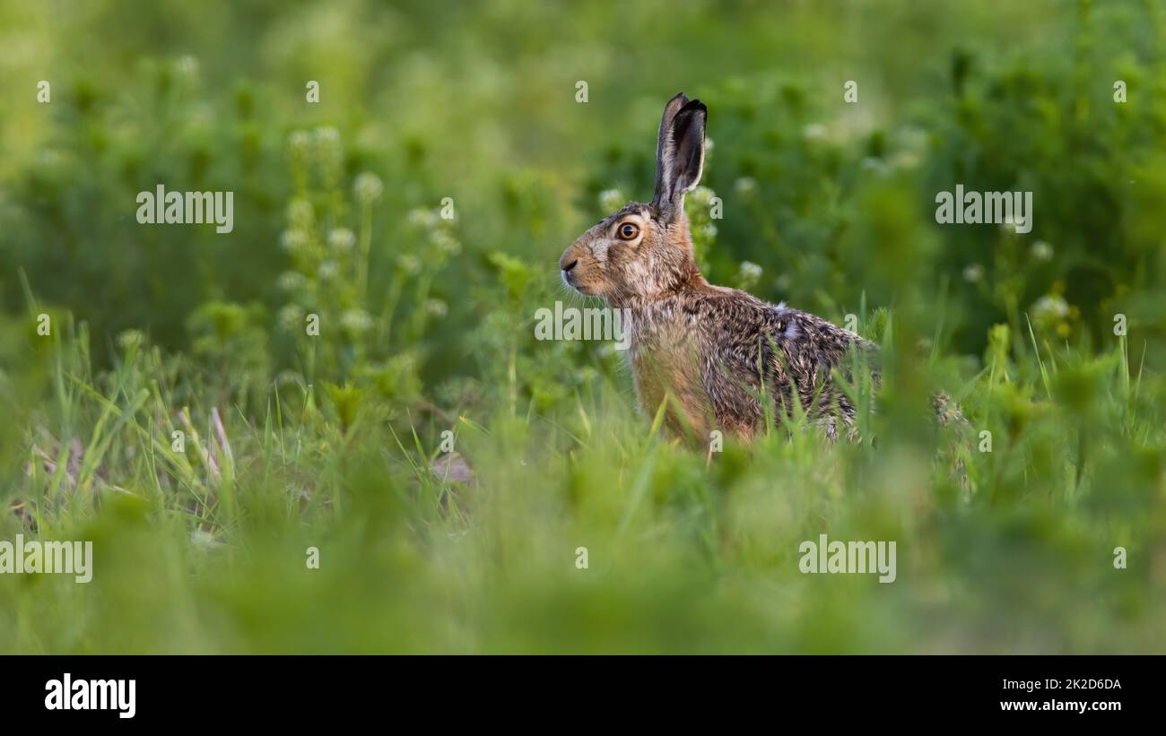 Brown hare looking on growing meadow in summer from side Stock Photo ...