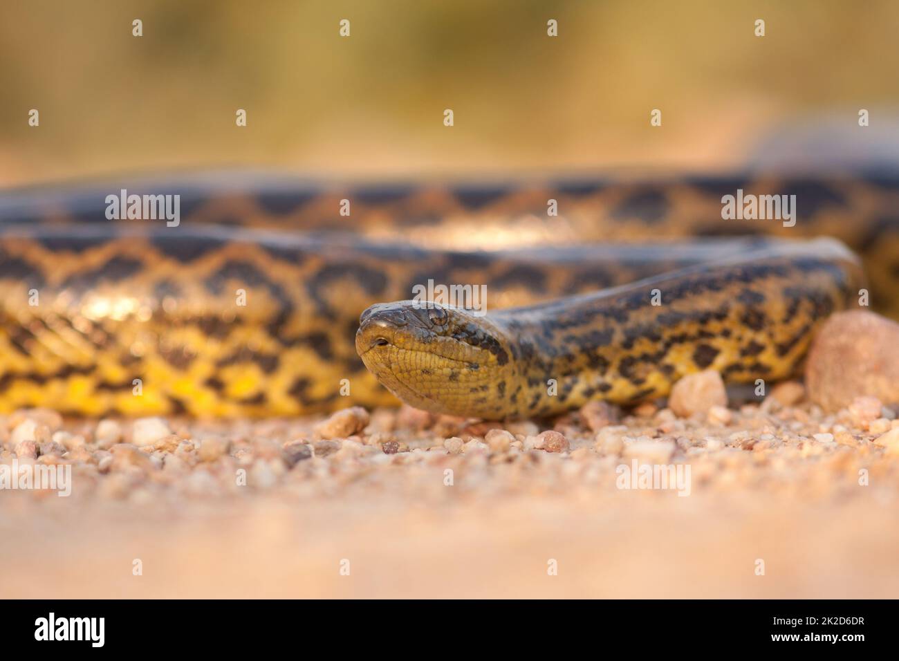 Yellow anaconda crawling in sand from low angle view and coming closer ...