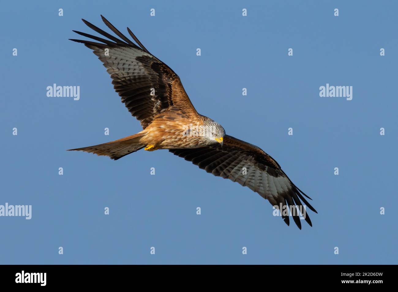 Red kite flying on clear sky with spread wings in summer Stock Photo ...
