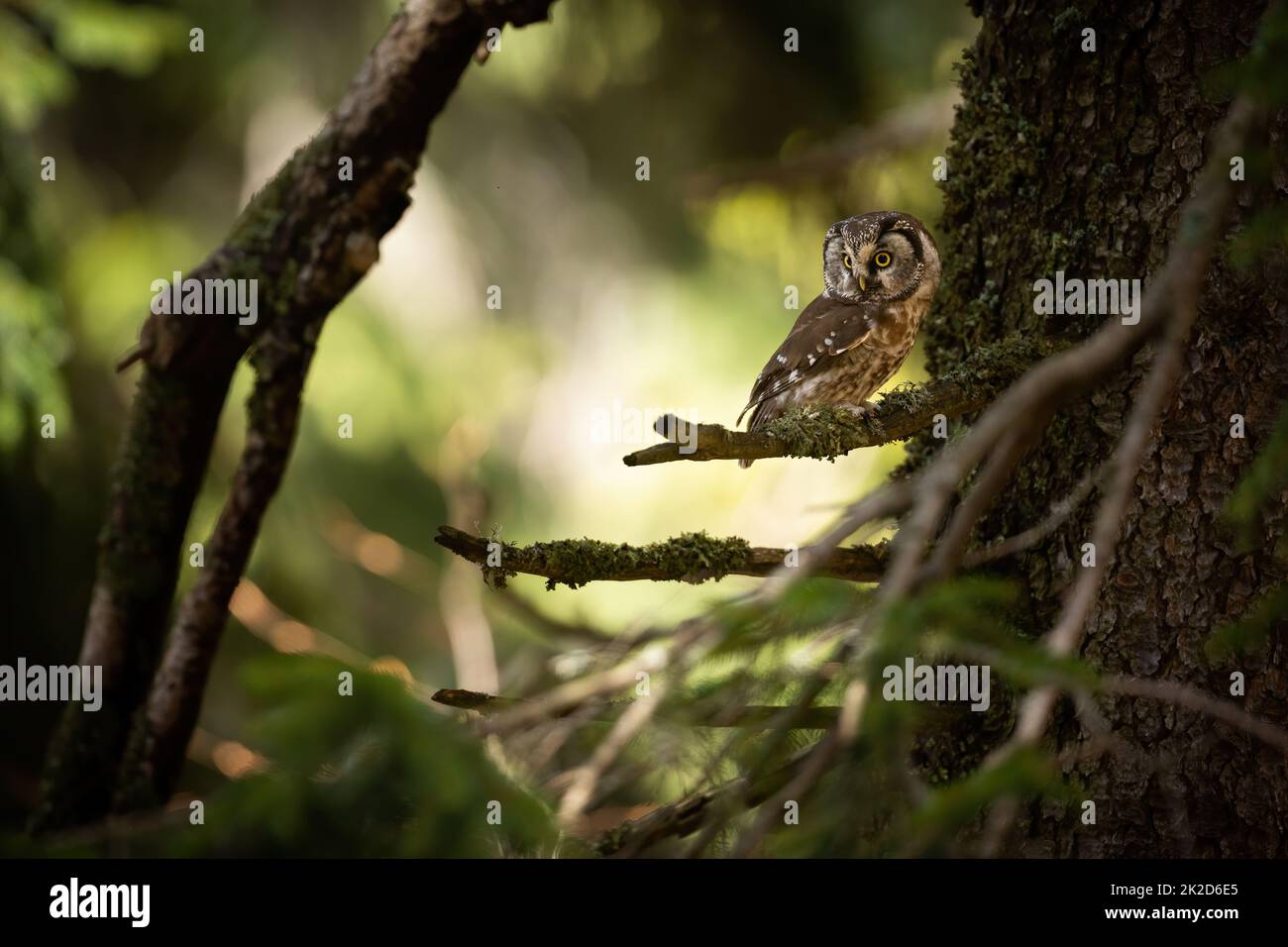 Owl boreal forest hi-res stock photography and images - Alamy