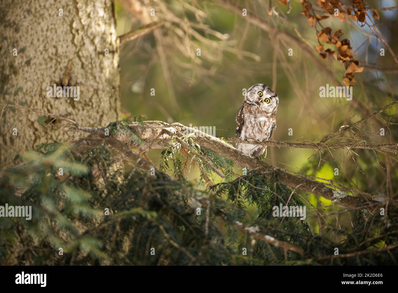 Curious boreal owl sitting on a branch and looking into camera in ...