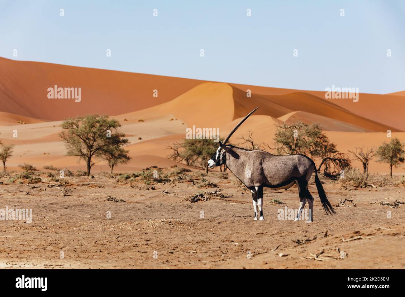 Dead Vlei landscape in Sossusvlei, Namibia Africa Stock Photo - Alamy