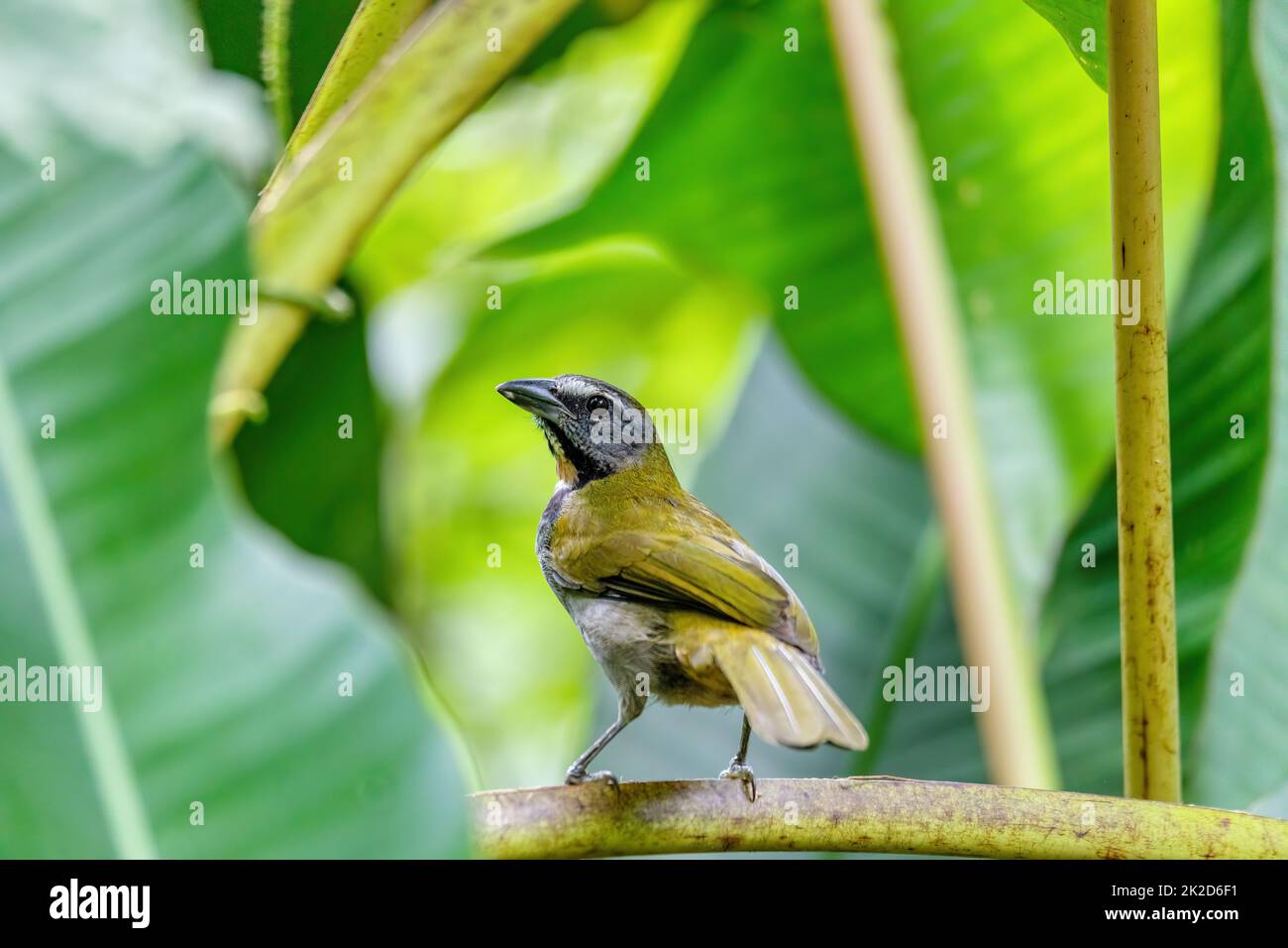 Arenal bird species hi-res stock photography and images - Alamy