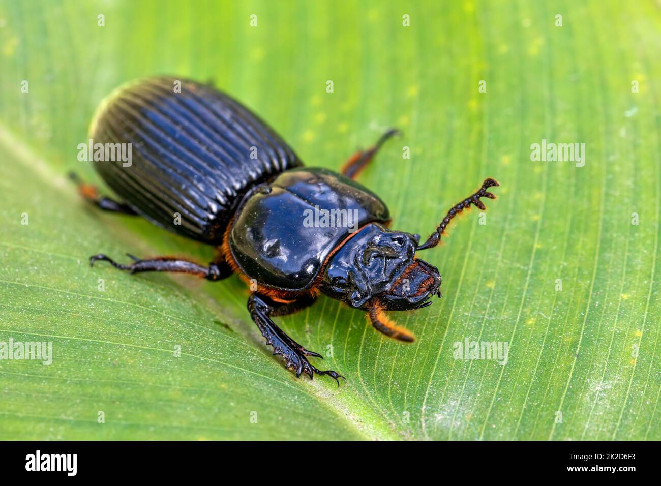 Horned Passalus Beetle