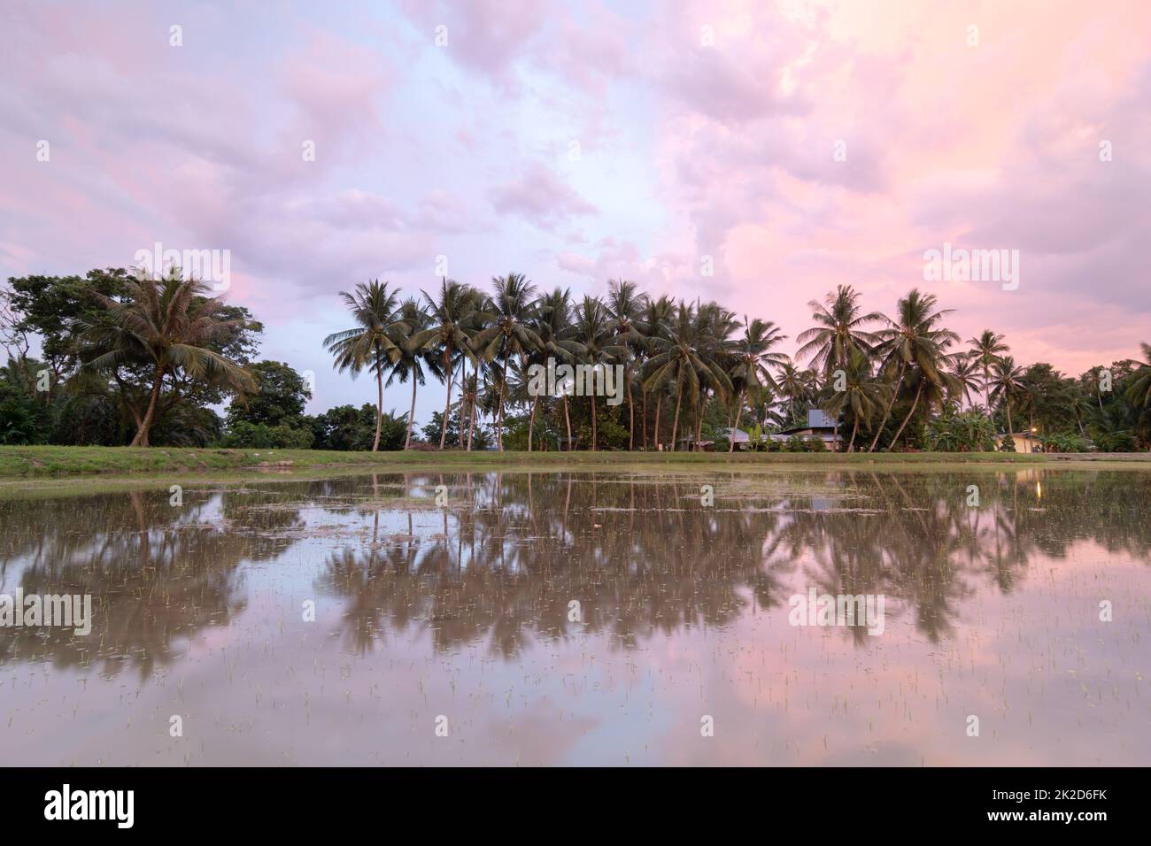 Row of coconut trees in reflection of water Stock Photo - Alamy