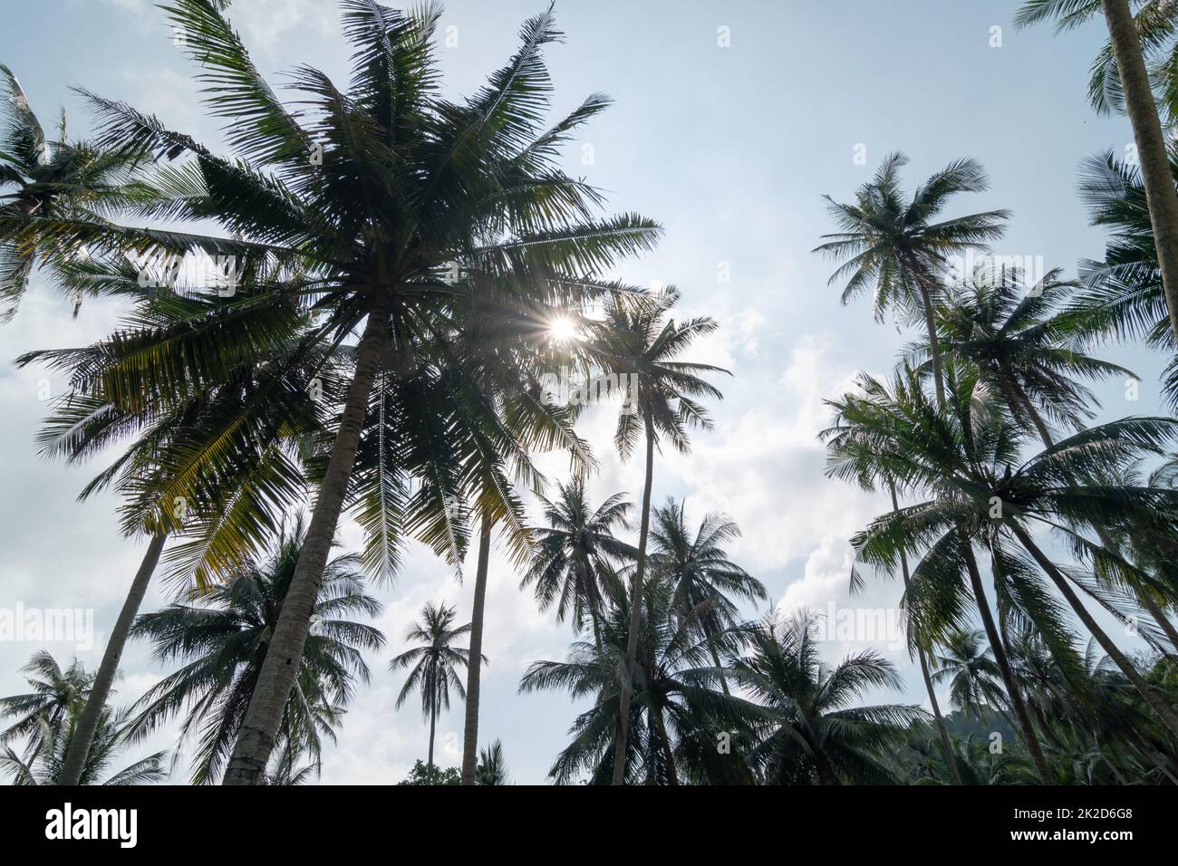 Beautiful coconut trees in blue sunny day Stock Photo - Alamy
