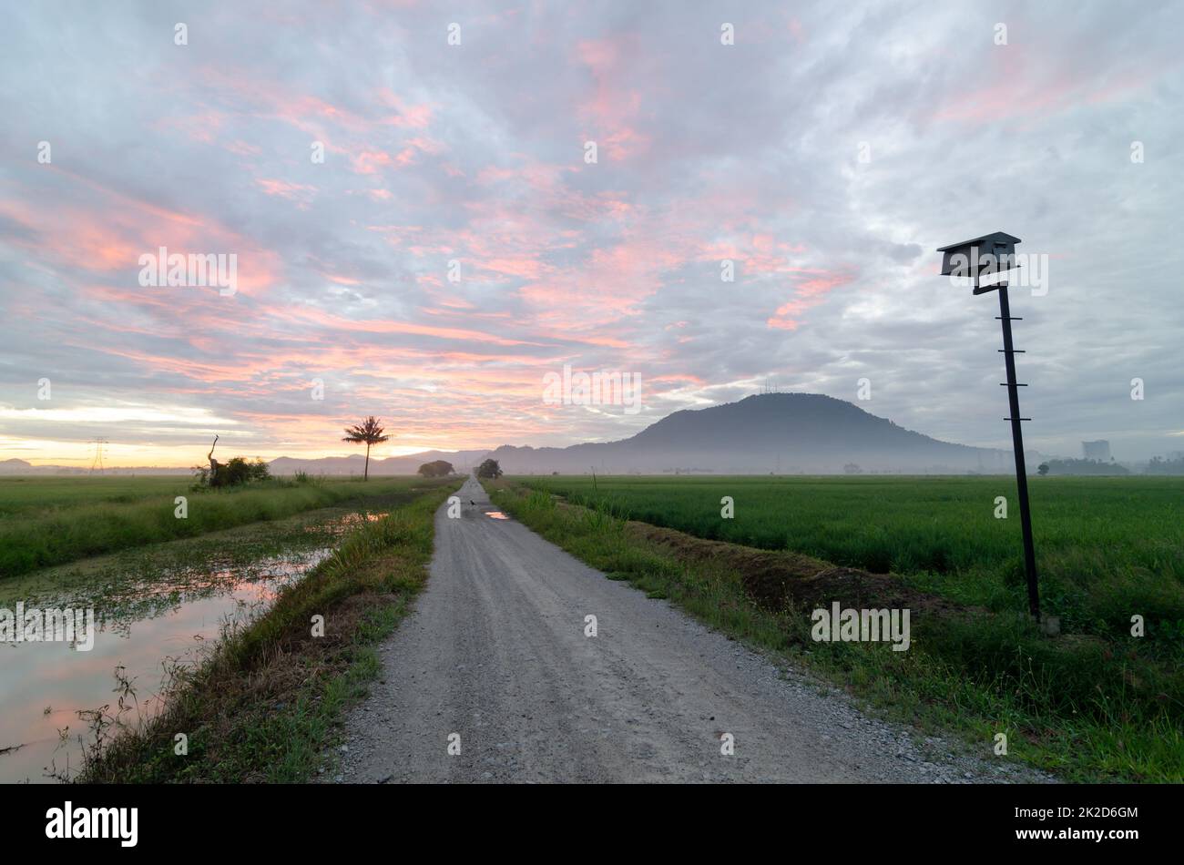 A path in paddy field in golden sunrise Stock Photo - Alamy