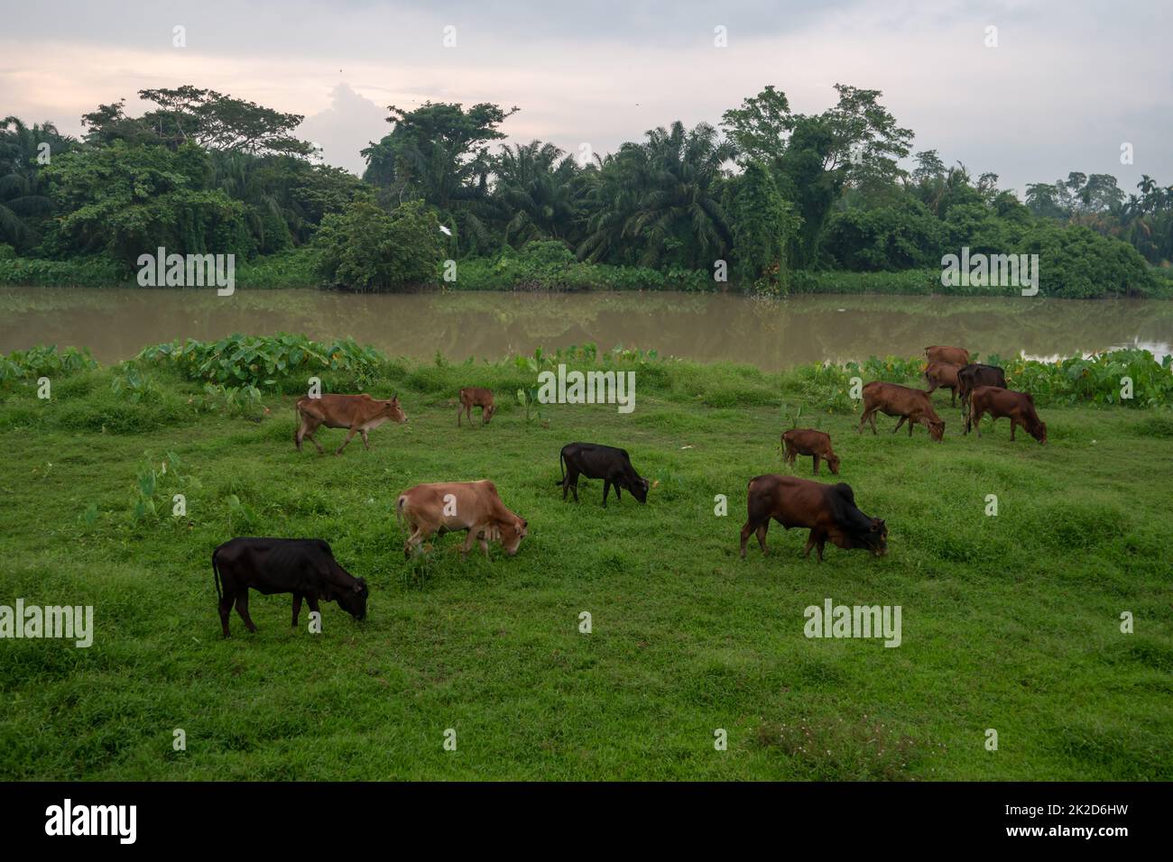 Herd of cows grazing grass Stock Photo - Alamy