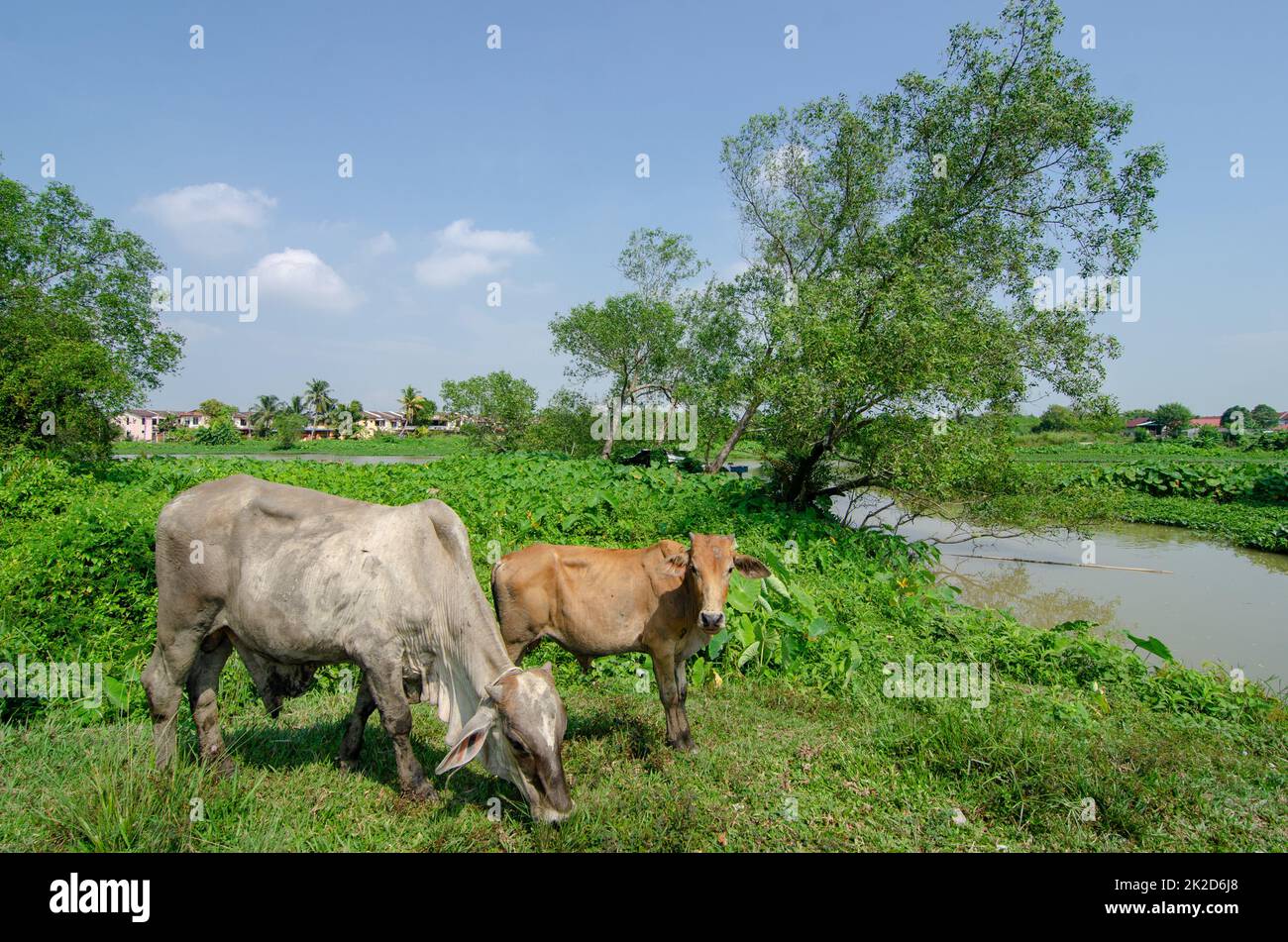 Asia cow beside river at Malays kampung Stock Photo - Alamy