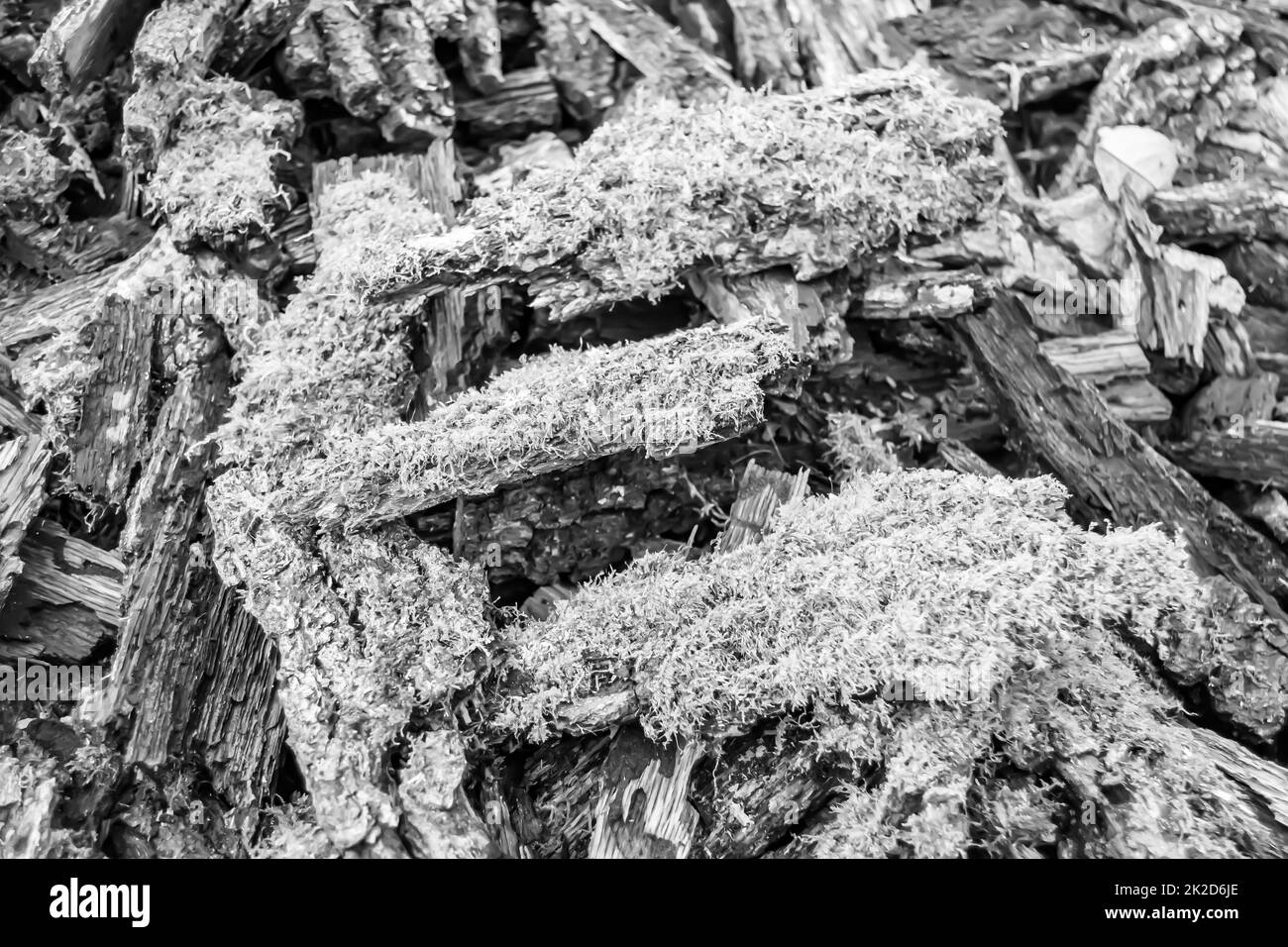 Pile of logs texture Black and White Stock Photos & Images - Alamy