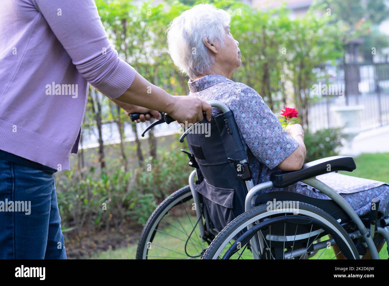 Caregiver daughter hug and help Asian senior or elderly old lady woman holding red rose on ...