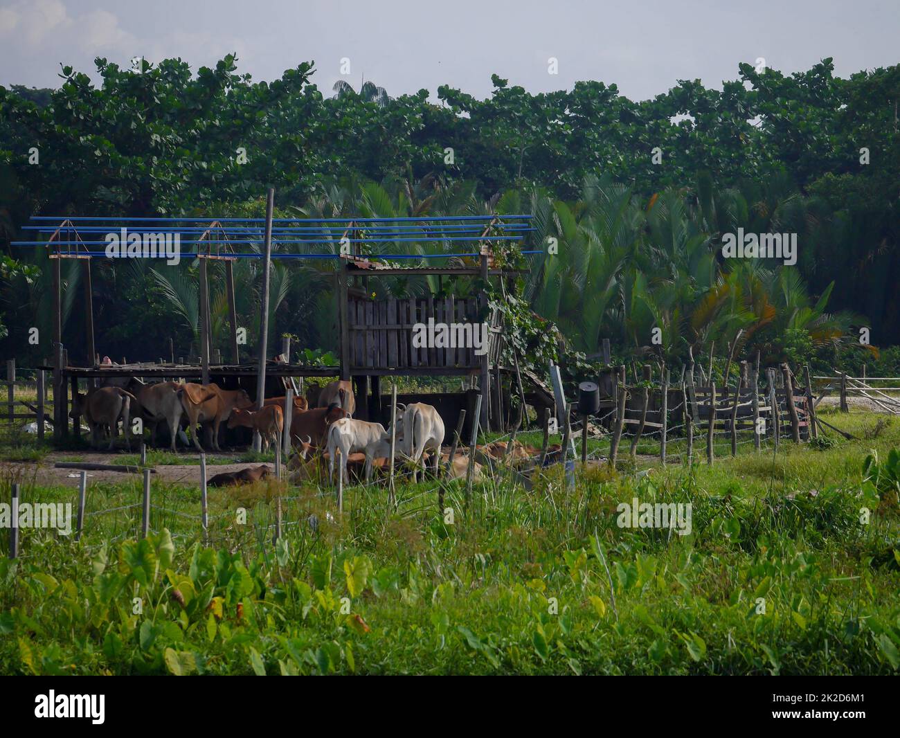 Cows is stay in farm Stock Photo - Alamy