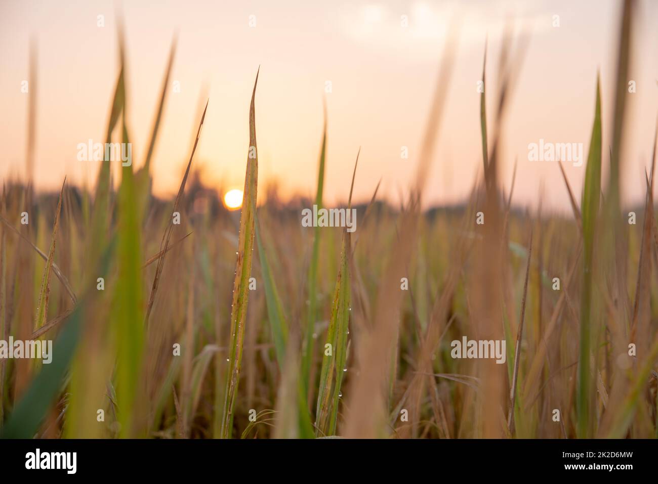 Ripe yellow paddy field during sunset Stock Photo - Alamy