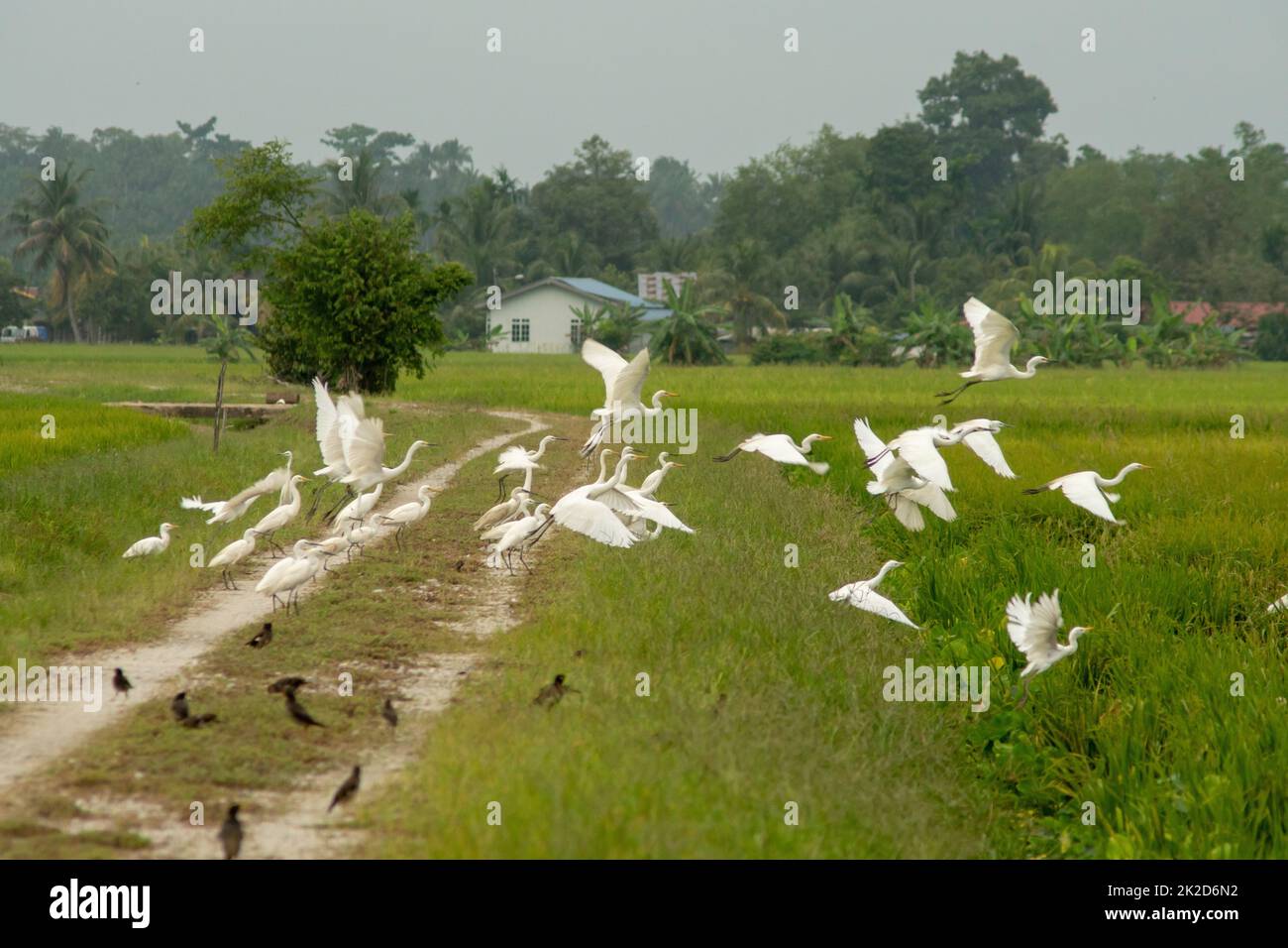 Egret birds fly across green paddy Stock Photo - Alamy