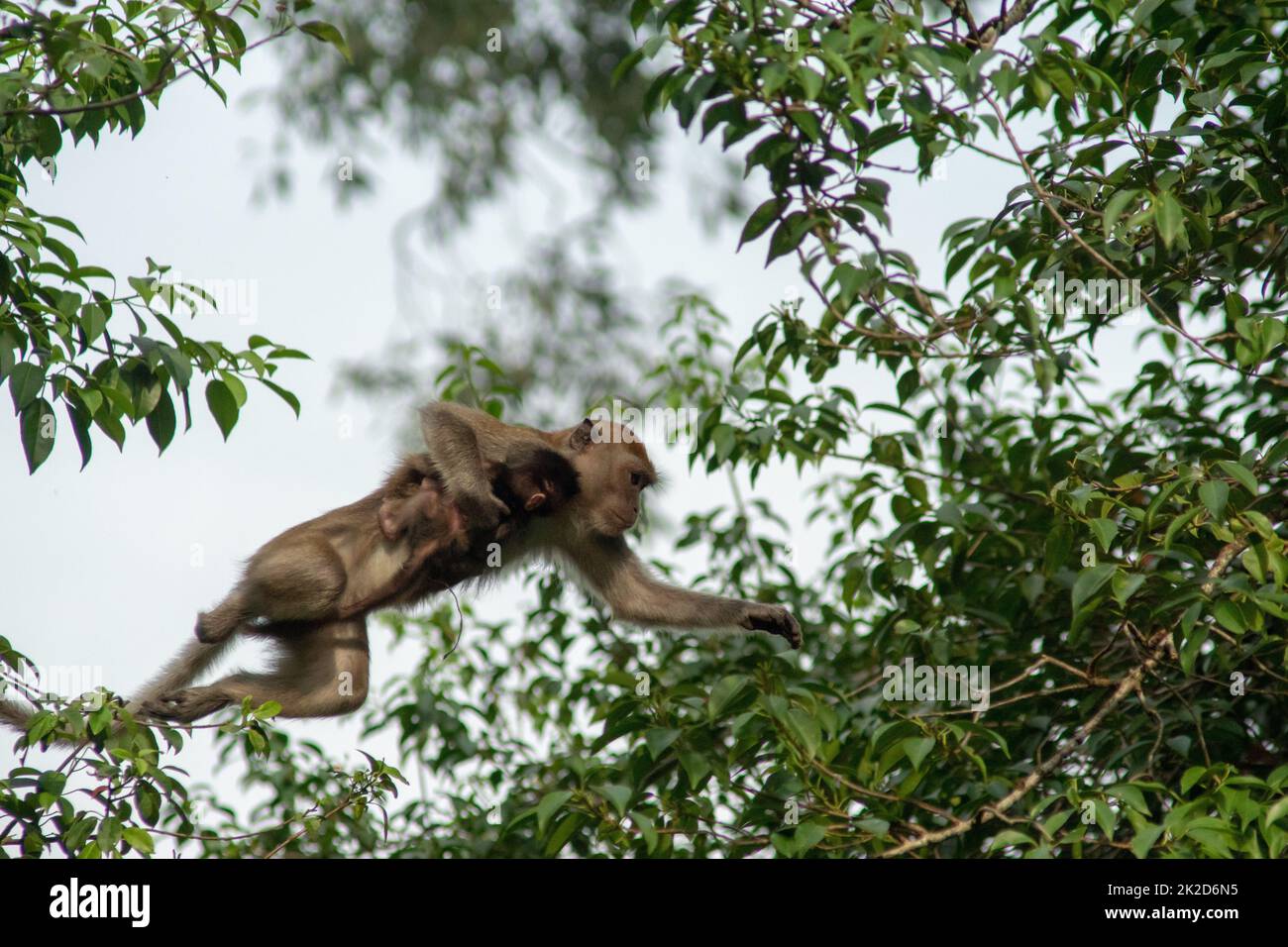 Monkey carry baby jump the tree Stock Photo - Alamy
