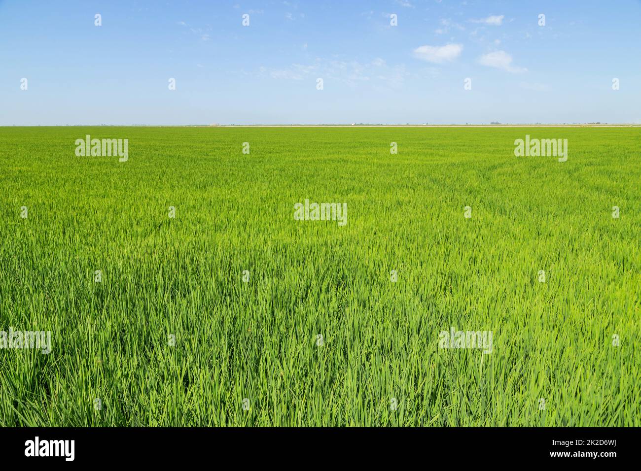 Green rice plantation Stock Photo - Alamy