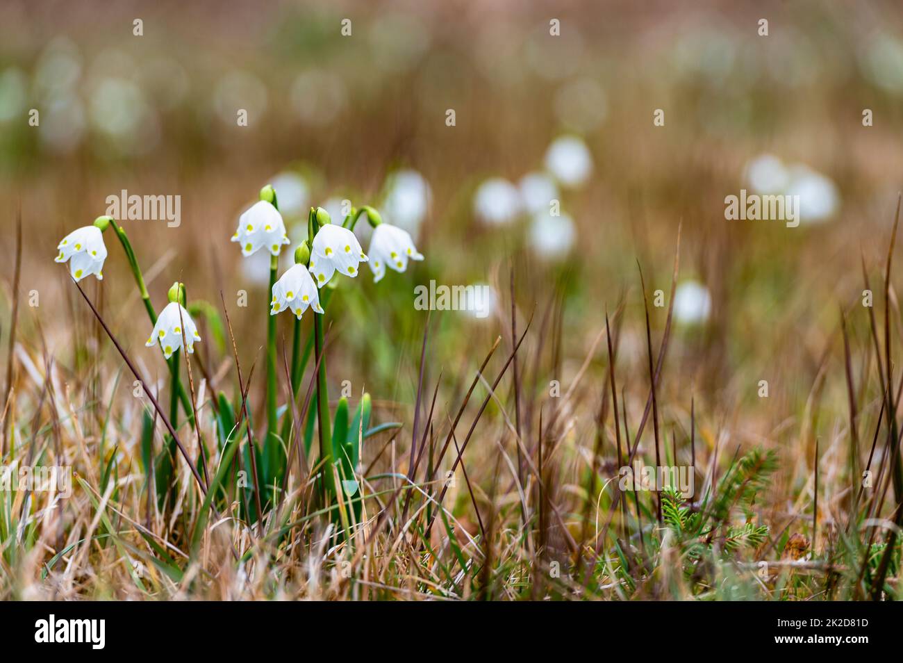 Moor flower hi-res stock photography and images - Alamy