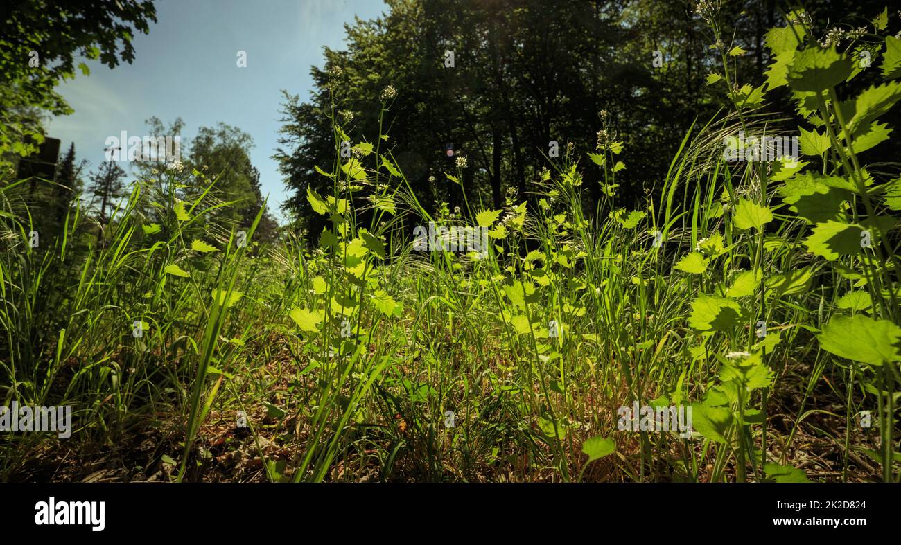 Fresh leaves panorama hi-res stock photography and images - Alamy