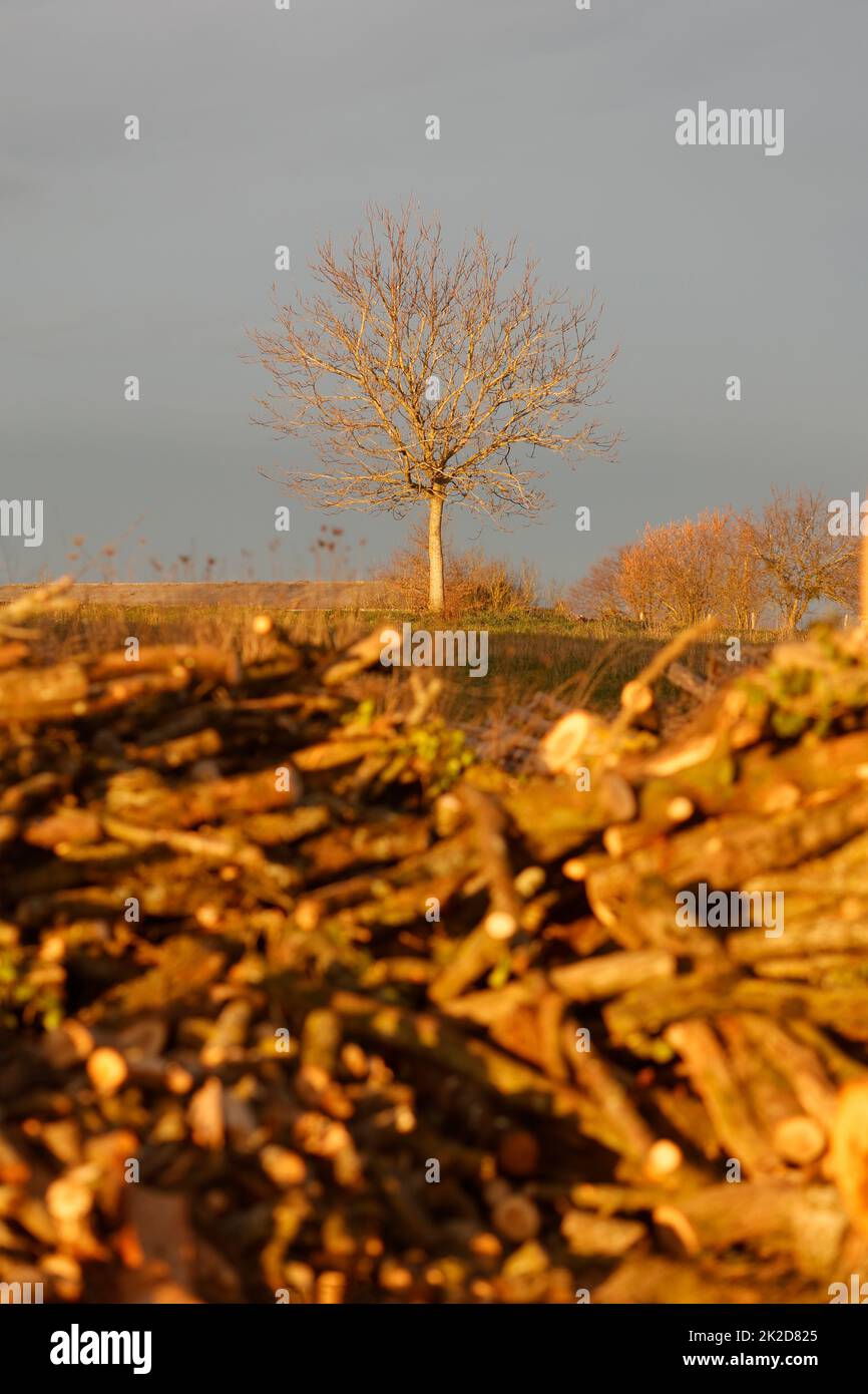 wood stock with young tree Stock Photo - Alamy