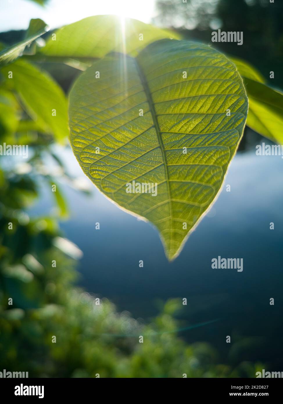Green leaf over water in spring Stock Photo - Alamy