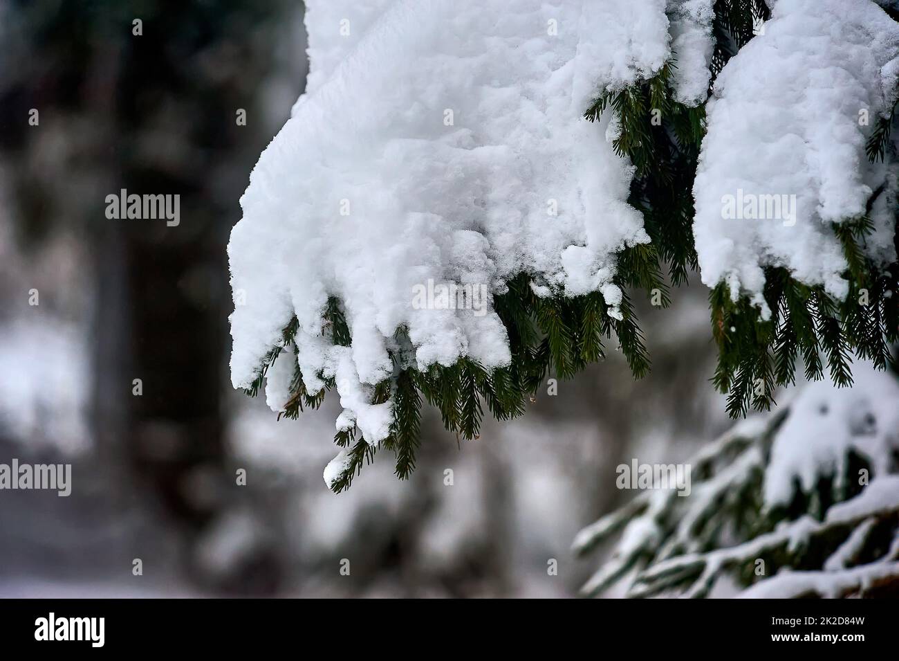 Spruce branch covered with snow in the forest in winter Stock Photo - Alamy