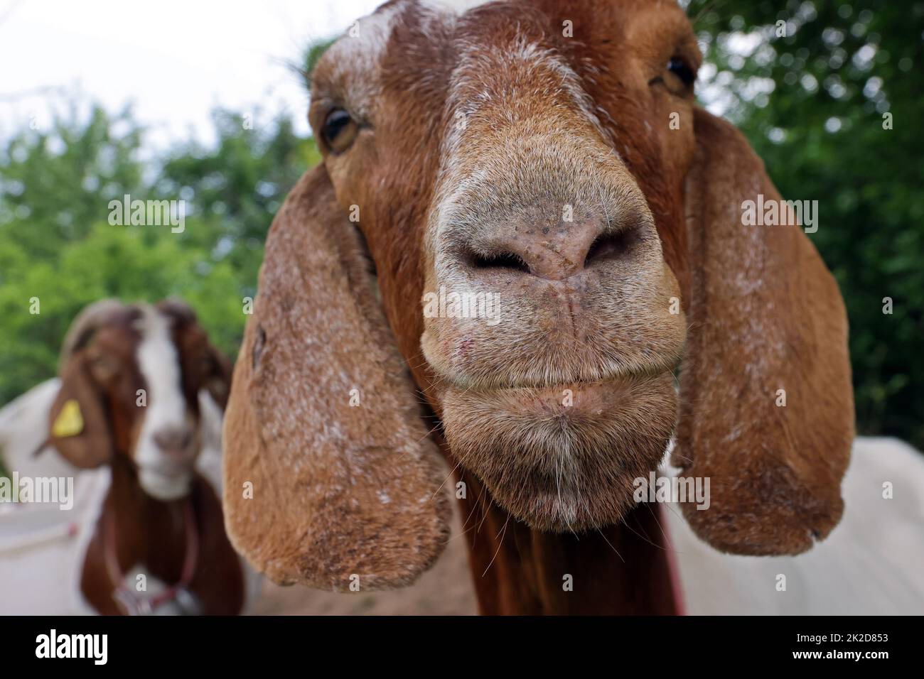 Portrait of boer goat Stock Photo - Alamy